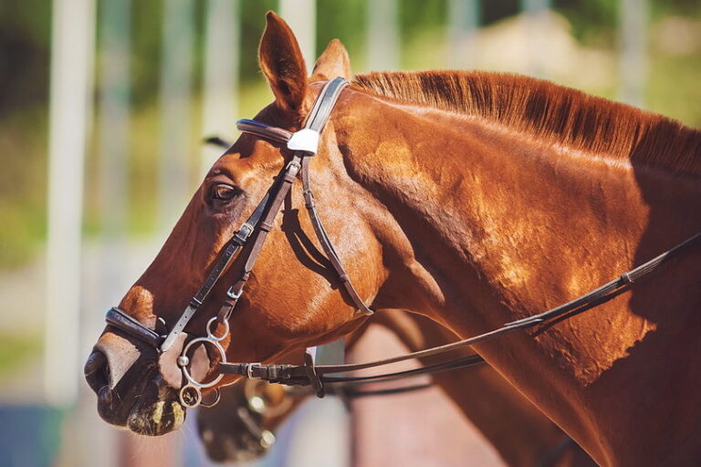 Understanding Horse Race Names & Racing Terminology – Saturday Racing Tips